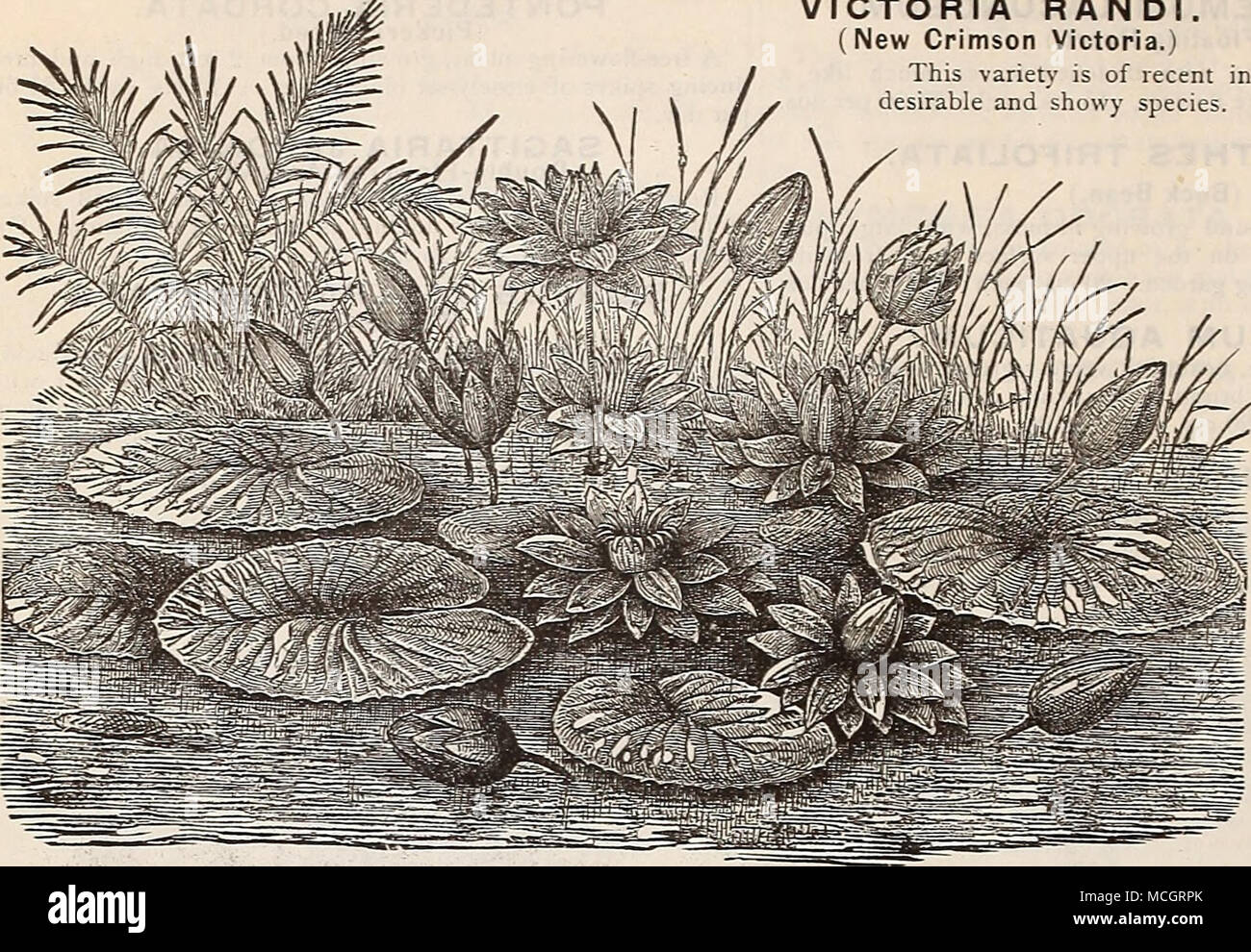 Nymph stands hi-res stock photography and images - Alamy