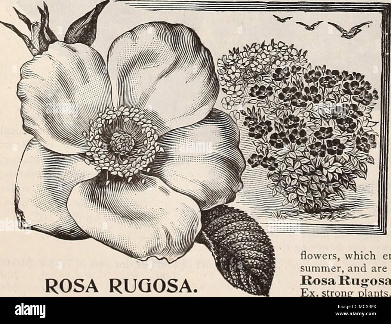 . A class of roses which are much admired. The beauty of the flowers ...