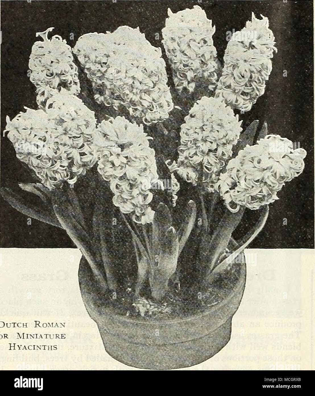 . Dutch Roman or Miniature Hyacinths DUTCH HYACINTHS The Hyacinth is so ...