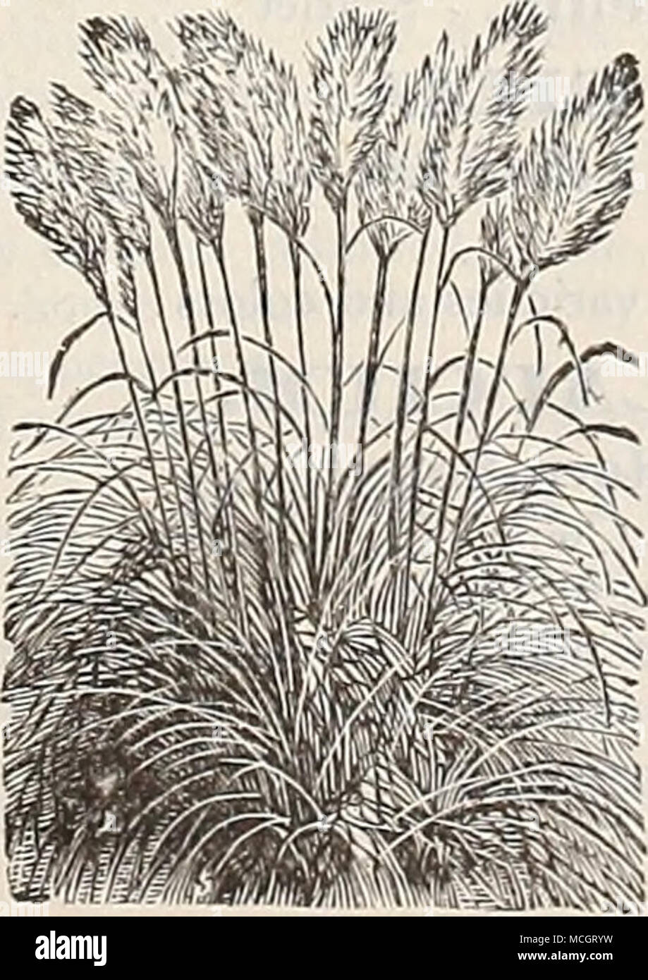 Gynerium Argenteum Stock Photos & Gynerium Argenteum Stock Images - Alamy