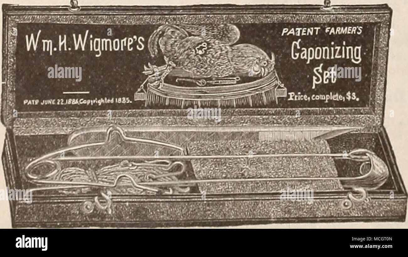 . Wiginore's No. i Caponizing Set. This set consists of one line steel ...