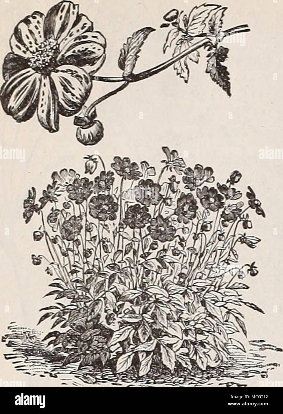 Cypress Flower Sketch