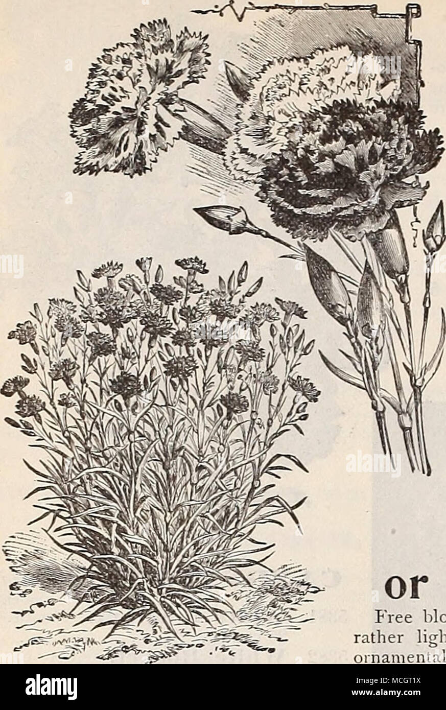 . CARNATION. 1 --%*2 Carnation, Double Perpetual. Carnations are ...