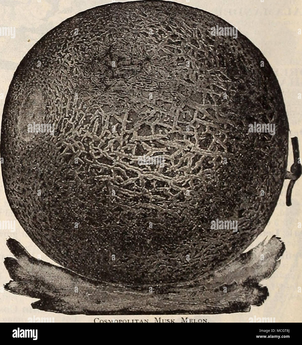 . Early Hackensack Melon. Cosmopolitan Mtsk Mbl COSMOPOLITAN. This ...