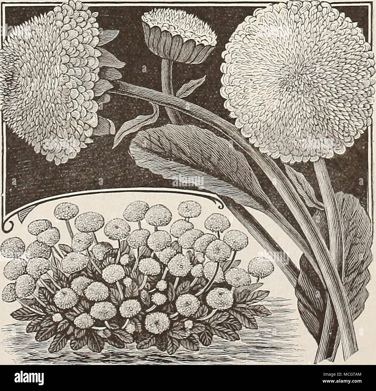 . Double White Daisy Snow Crest Stock Photo - Alamy