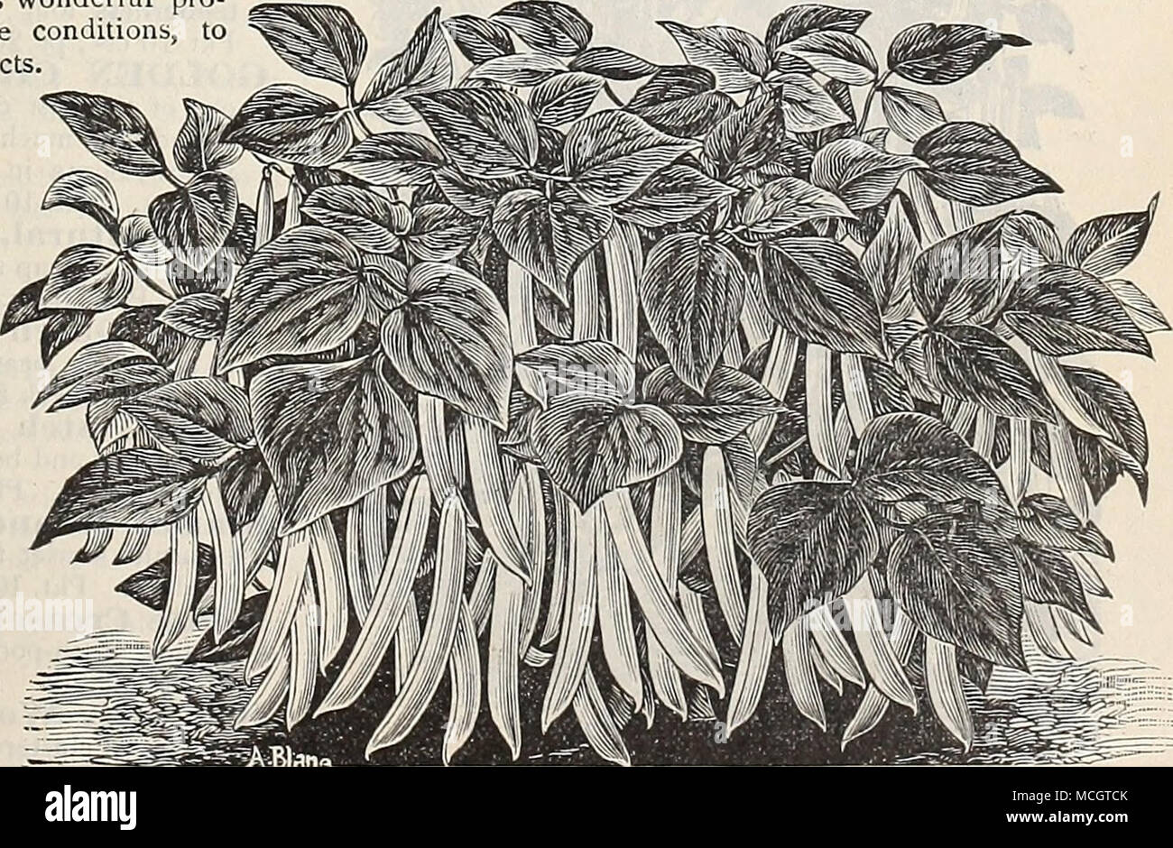 Bean pint hi-res stock photography and images - Alamy