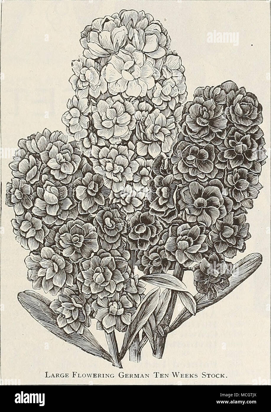 Leaves from a mimosa hi-res stock photography and images - Alamy