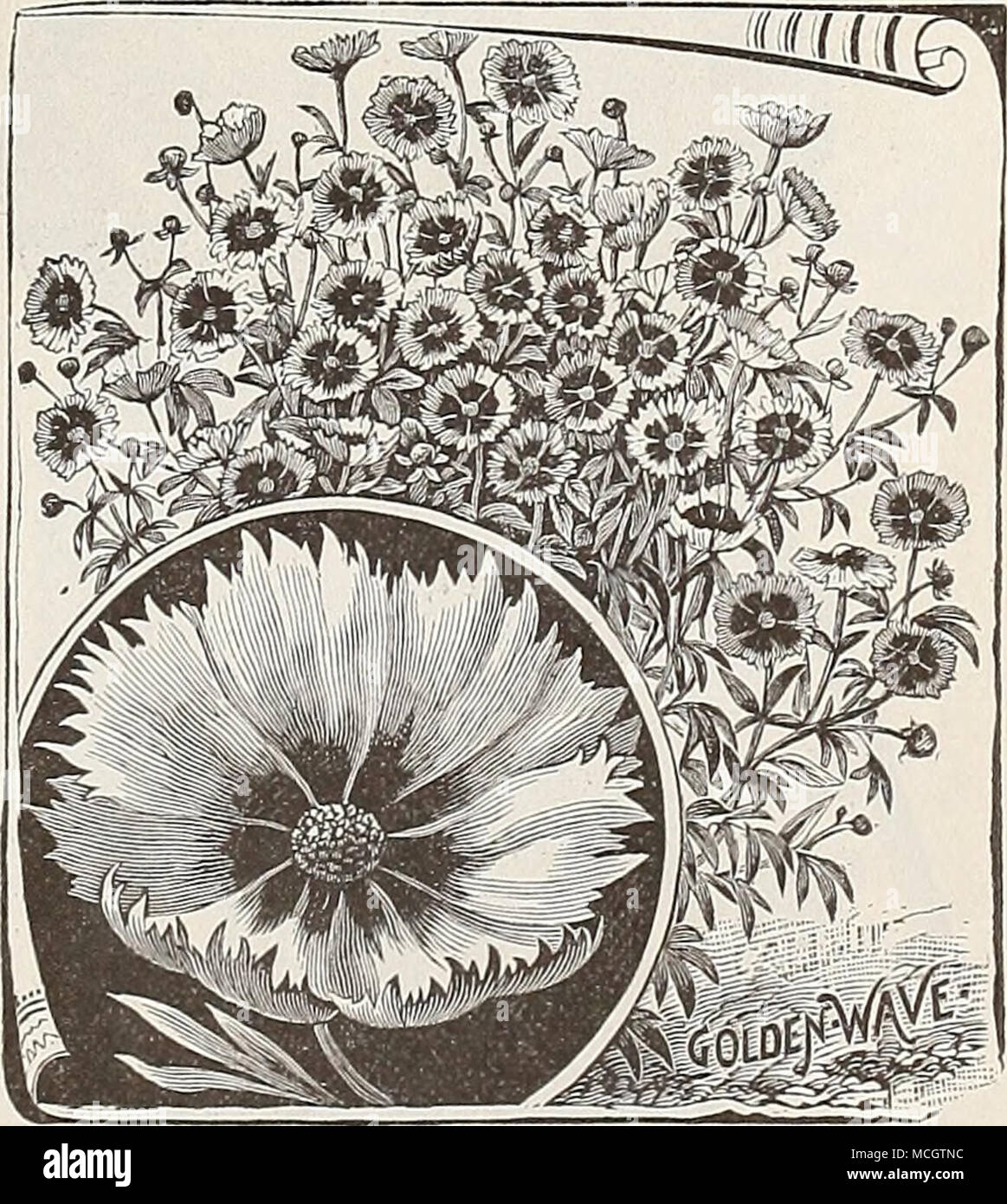 . CALLIOPSIS, or COREOPSIS. Showy and useful free-flowering plants; the ...