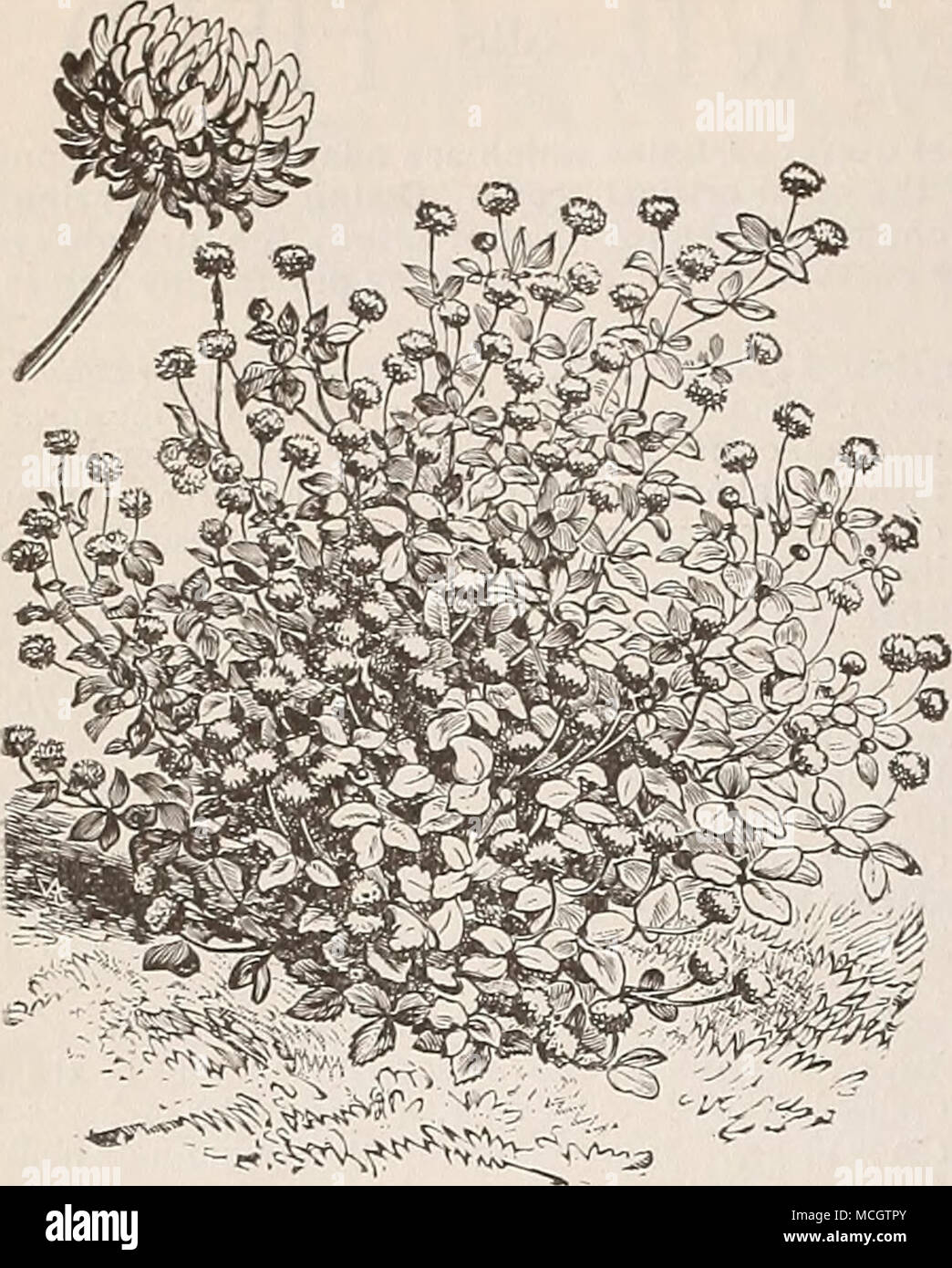 Swedish clover hi-res stock photography and images - Alamy