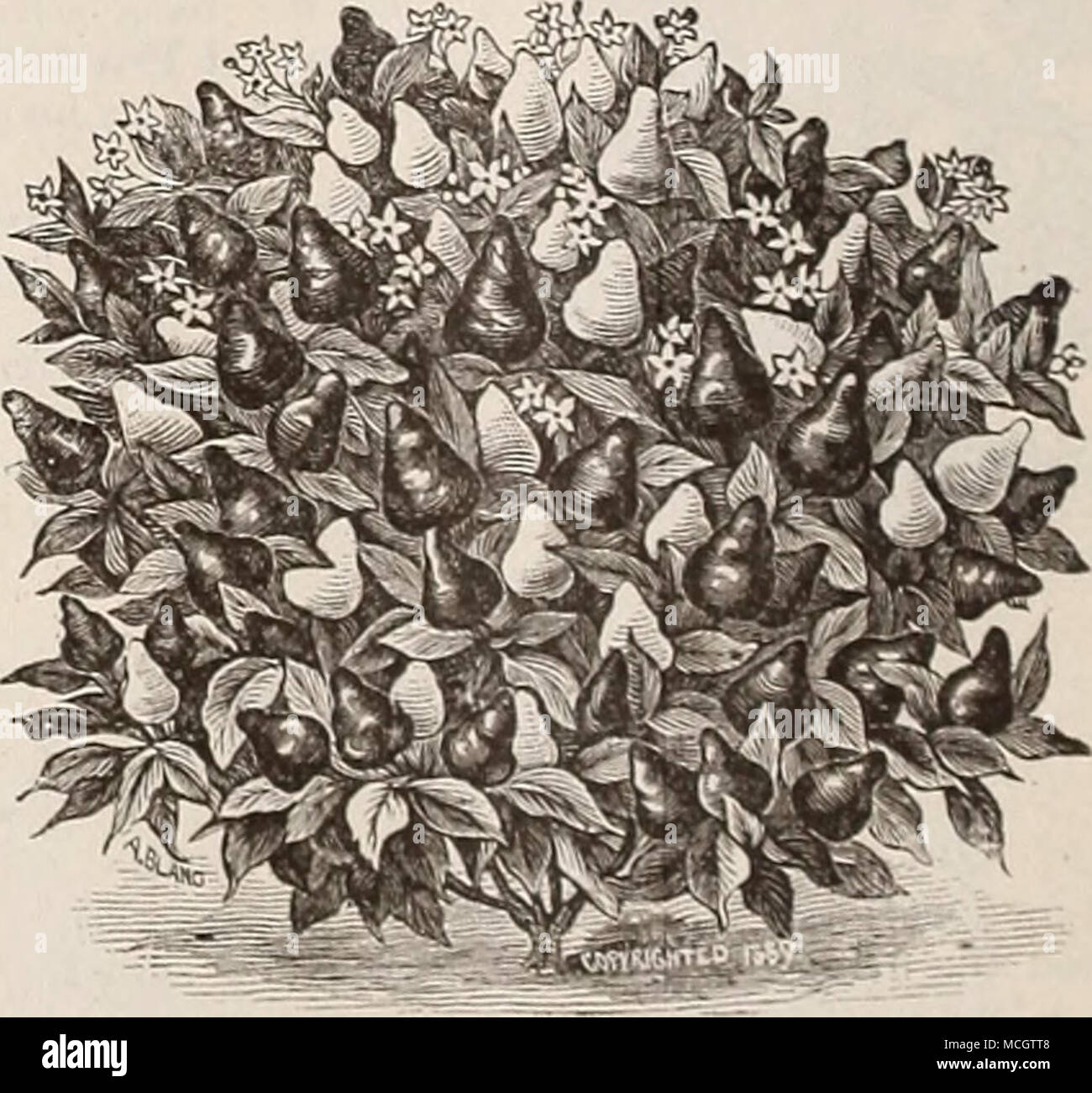 Round Conical Fruit High Resolution Stock Photography and Images - Alamy