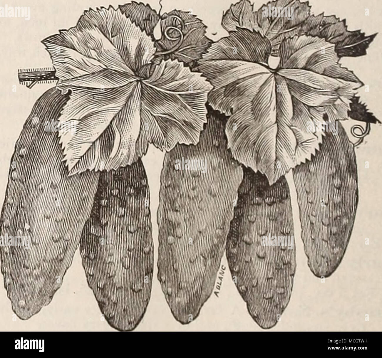 . Chicago Pickle. Chicago Pickle. A variety largely used by pickle manu ...
