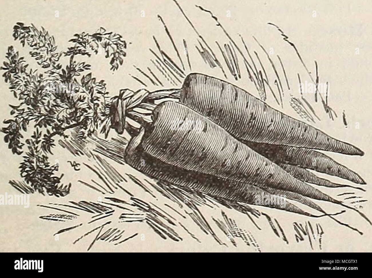 Early half long scarlet hi-res stock photography and images - Alamy