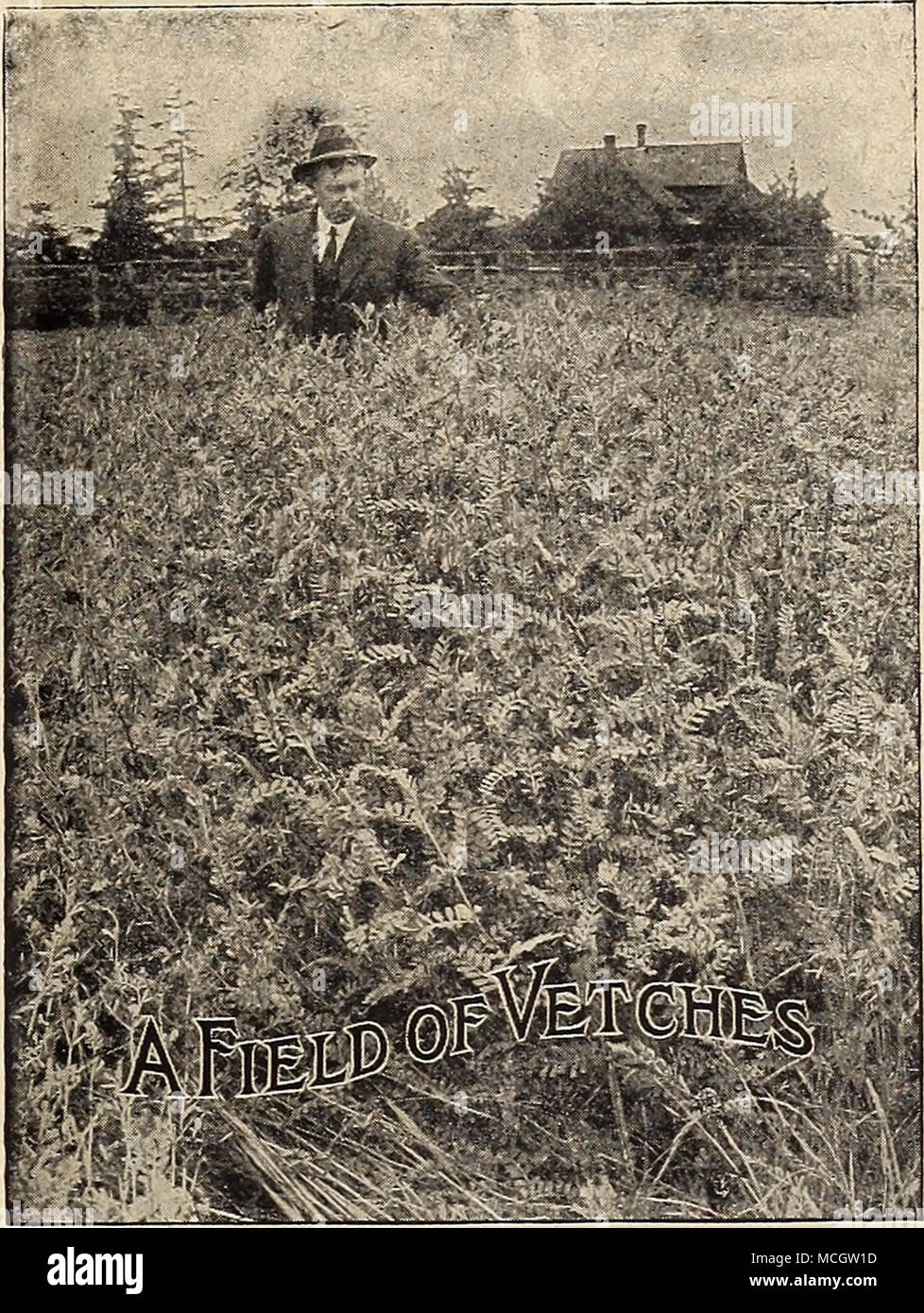 Green manure crop winter tares hi-res stock photography and images - Alamy