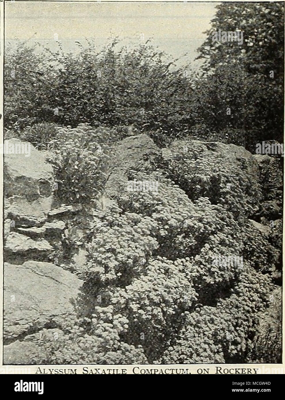 . Compactum, on Rockery For Complete List and Cultural Notes see our ...