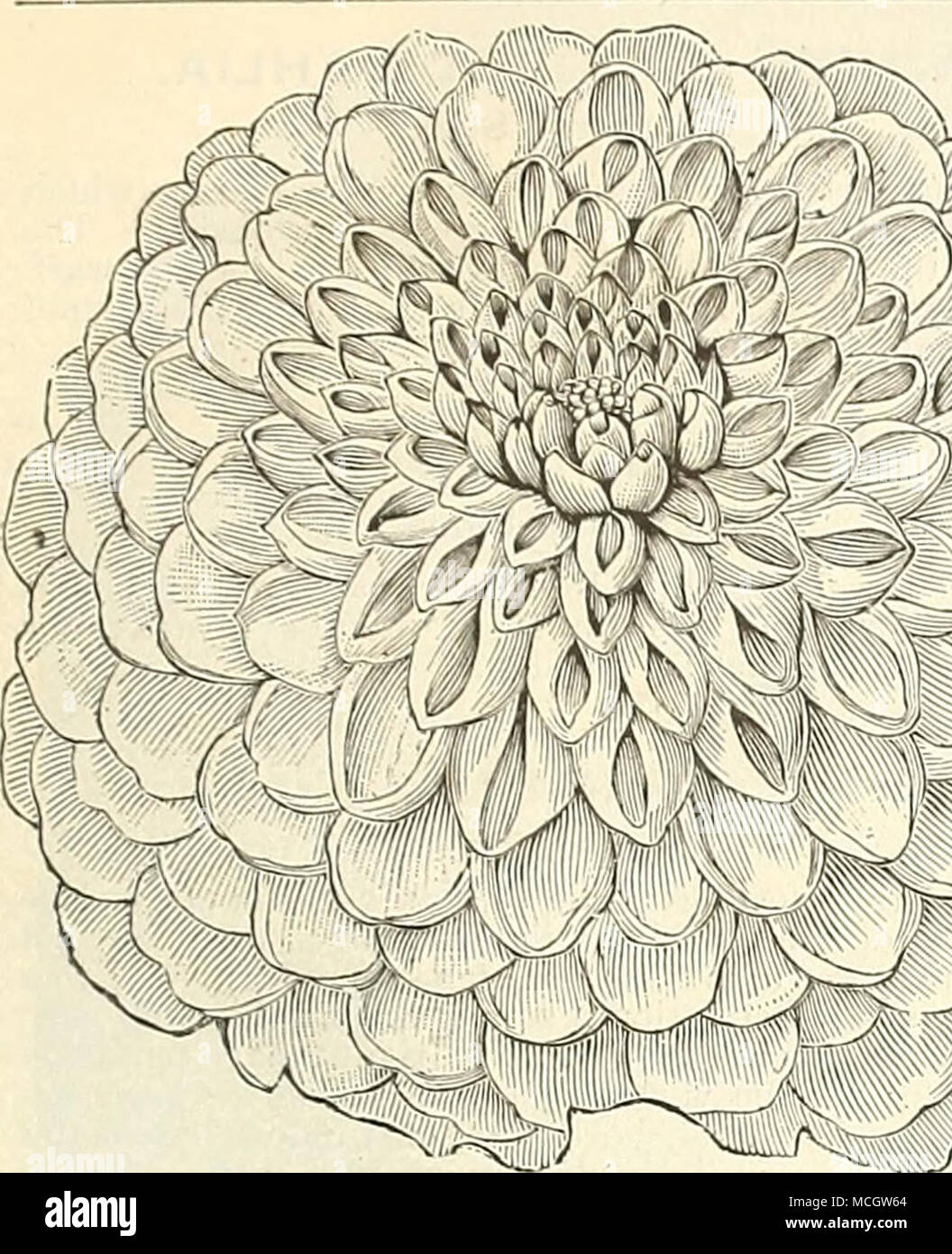 . â ^v Mks. Hawkins. Avery showy and effective section of tiiis ...