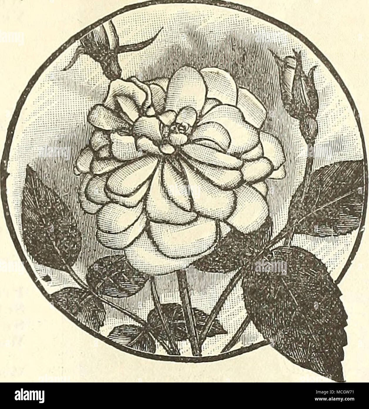 . Leda, or Painted. A beautiful Damask Rose; large and full rose ...