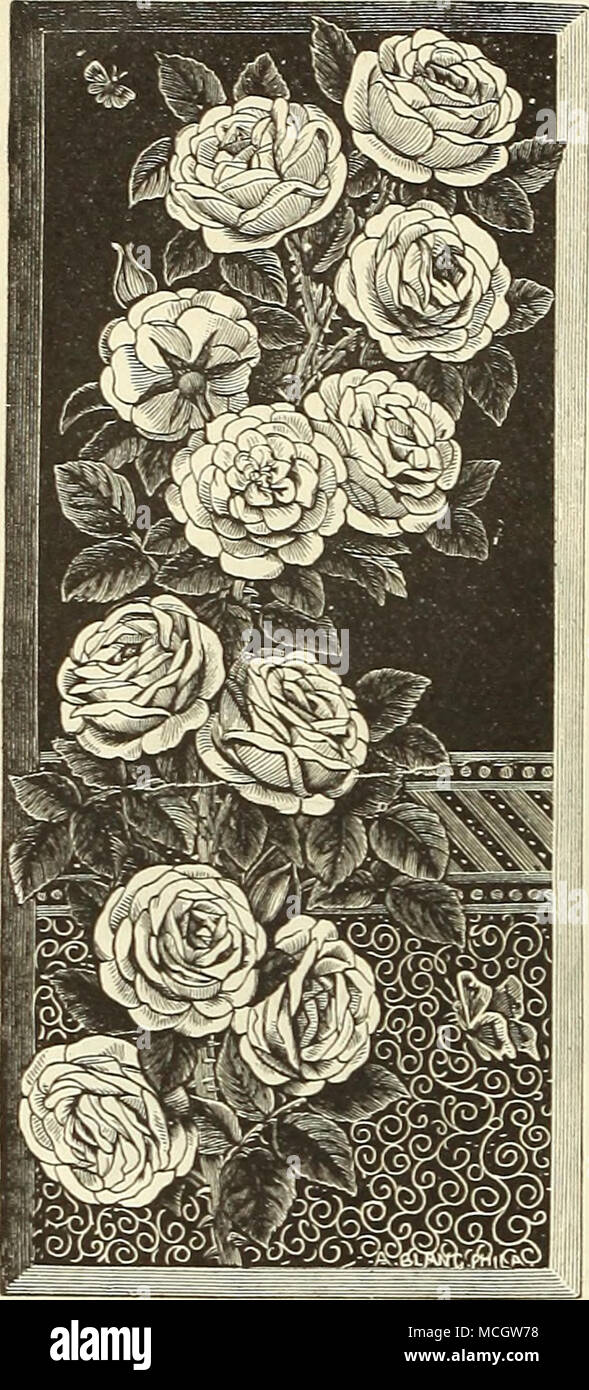 . TENDER CLIMBING OR PILLAR ROSES. The varieties eoumerated below are ...