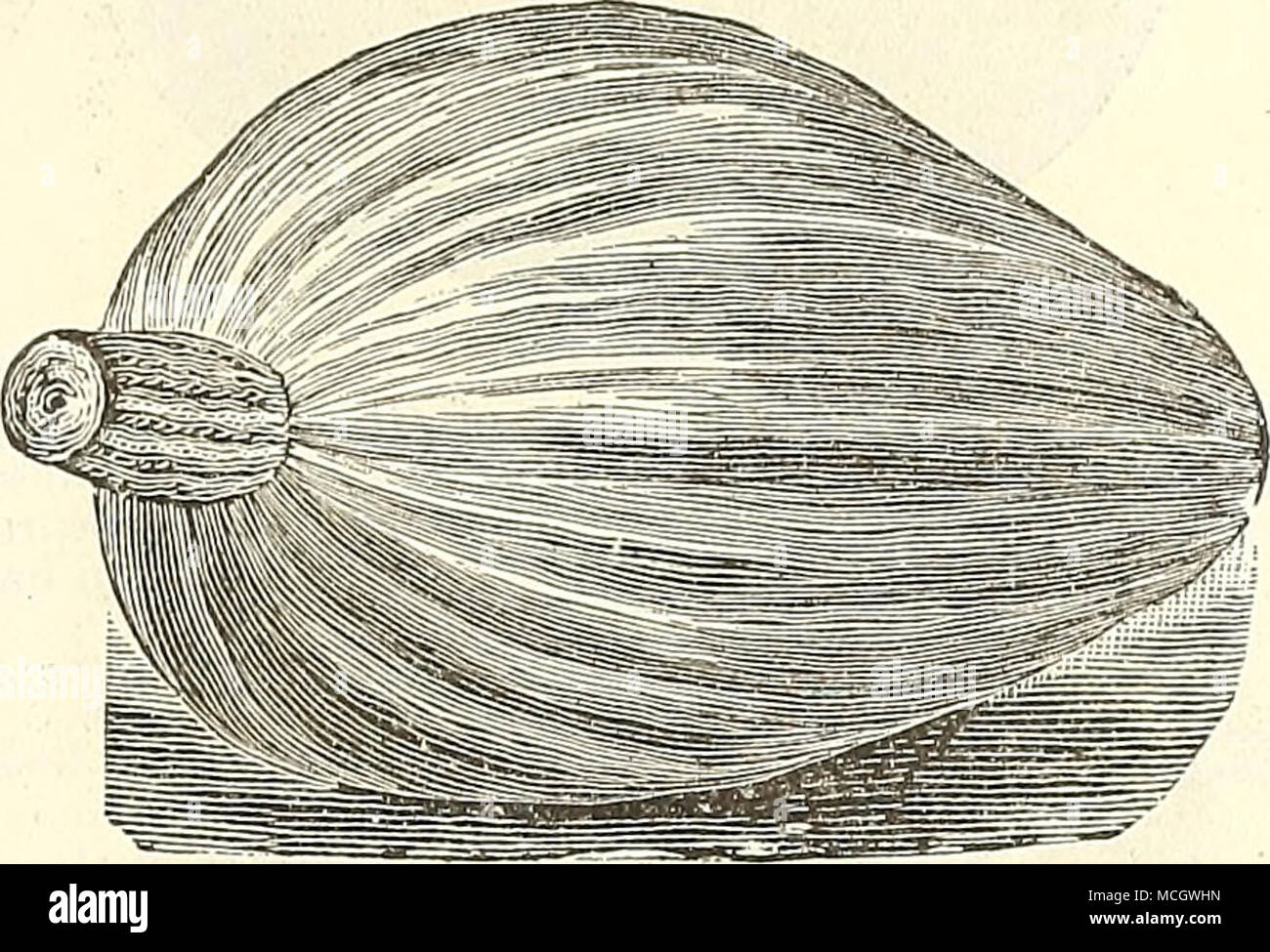 4 5 inch shell hi-res stock photography and images - Alamy