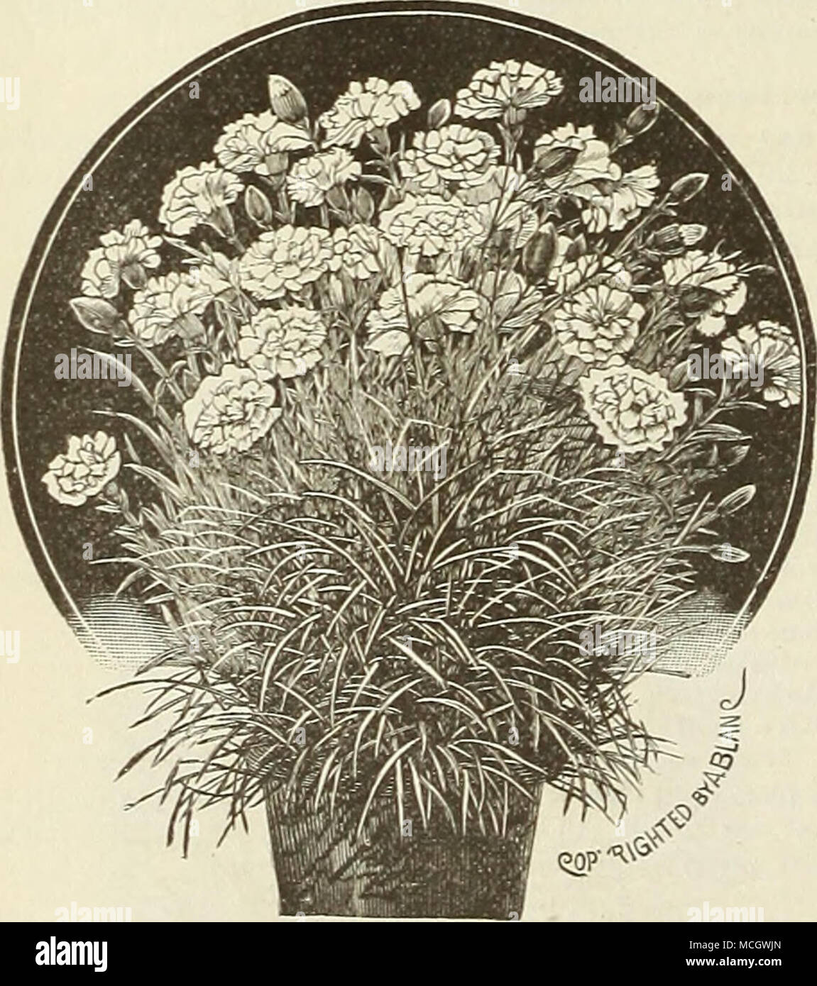 . Alfred Harrington. Pure white, laced deep maroou. Claude. White, deep ...