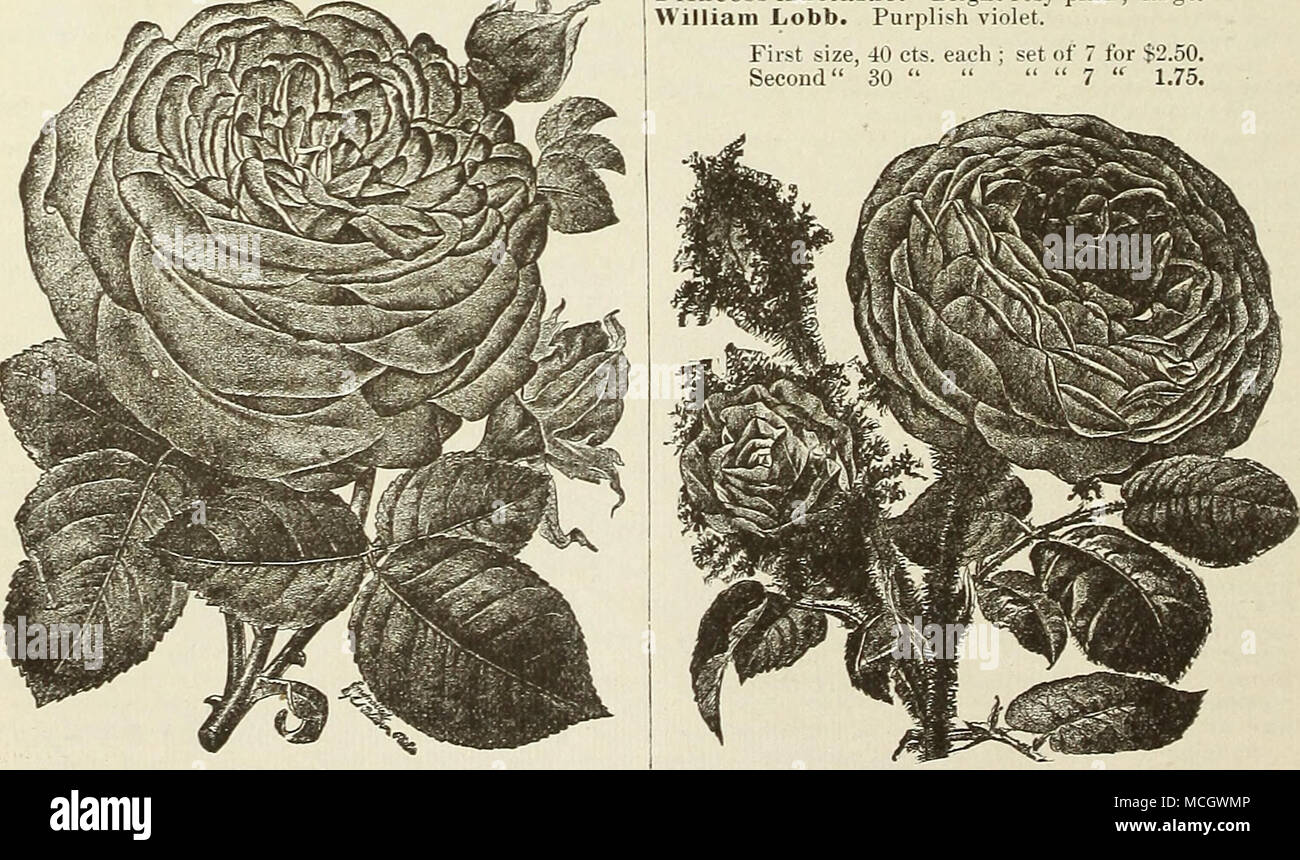 Type magna hi-res stock photography and images - Alamy