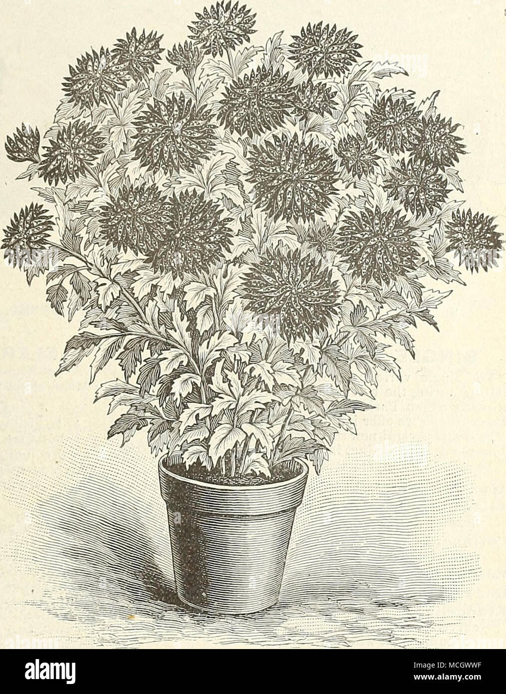 Reflexed shape of the petals hi-res stock photography and images - Alamy