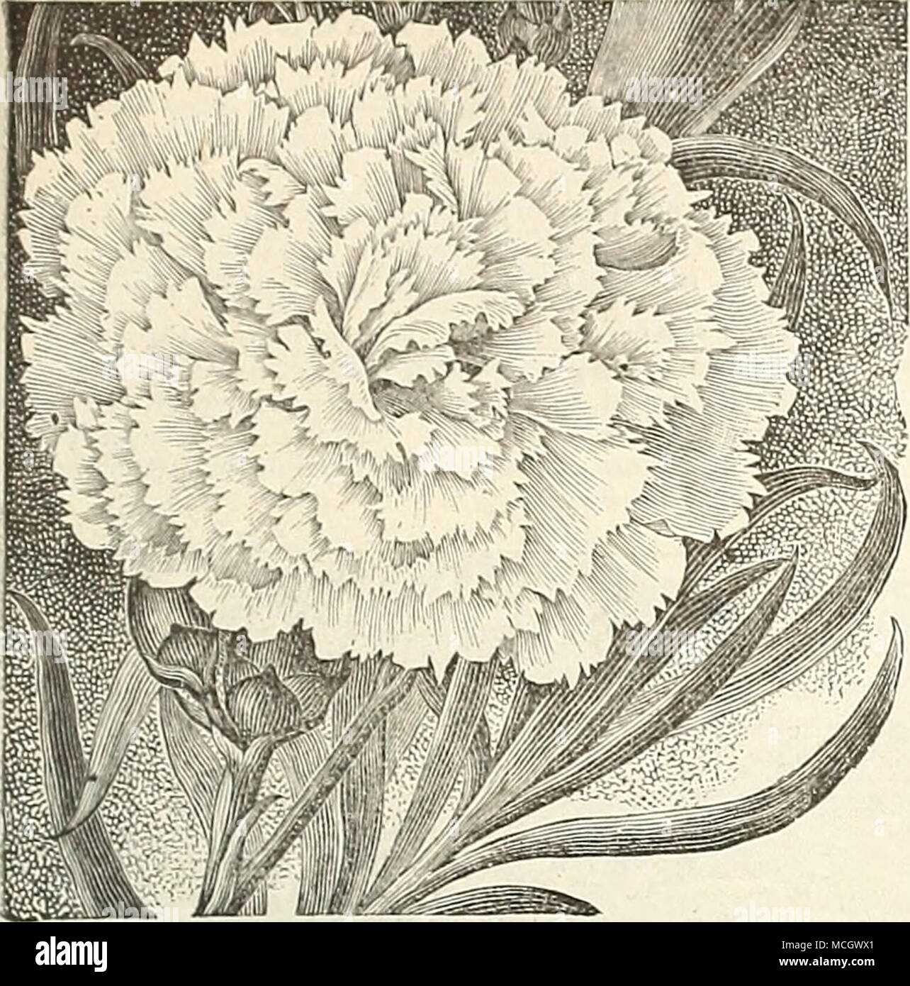 Lnmborn hi-res stock photography and images - Alamy