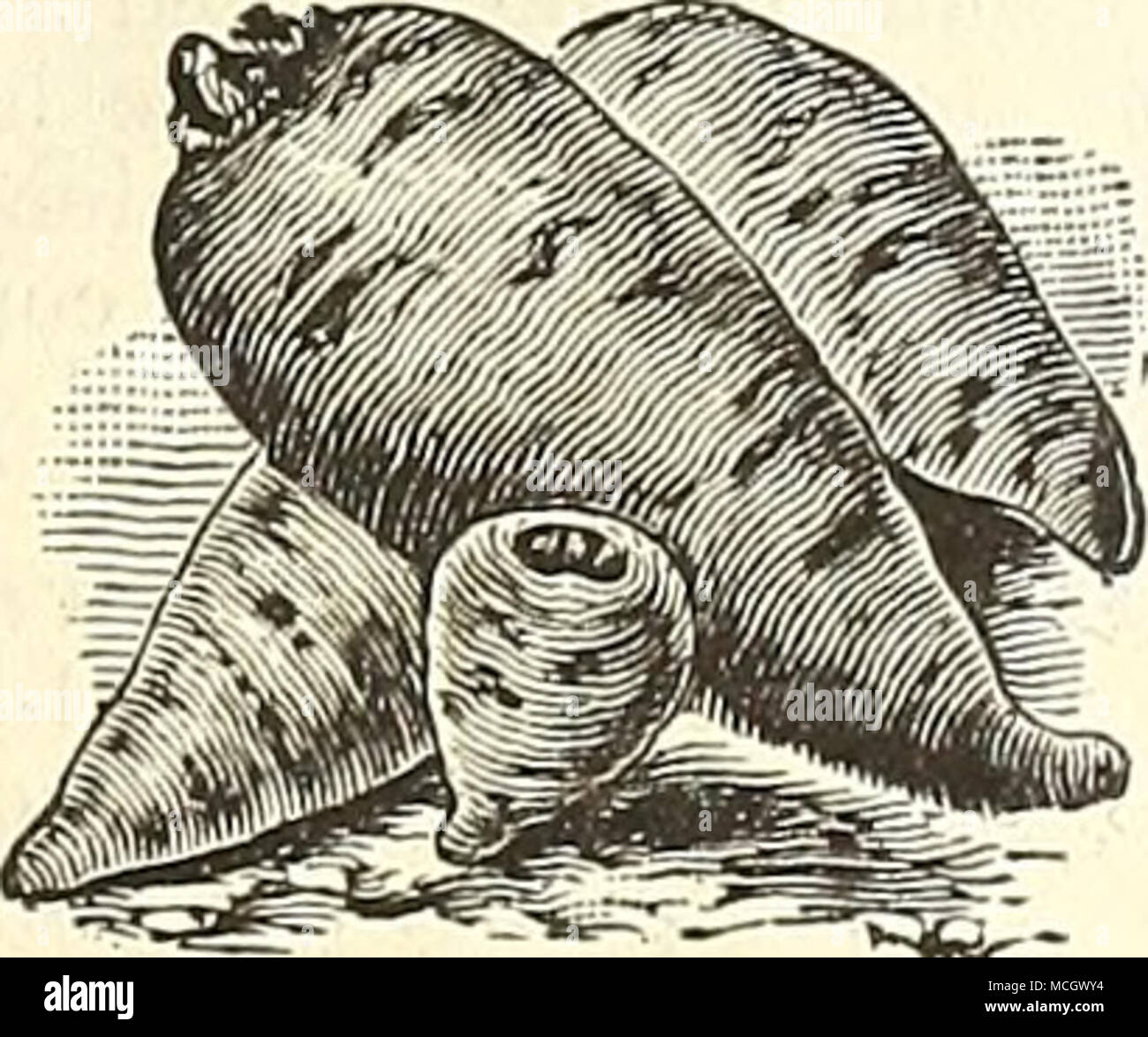 Igt hi-res stock photography and images - Alamy