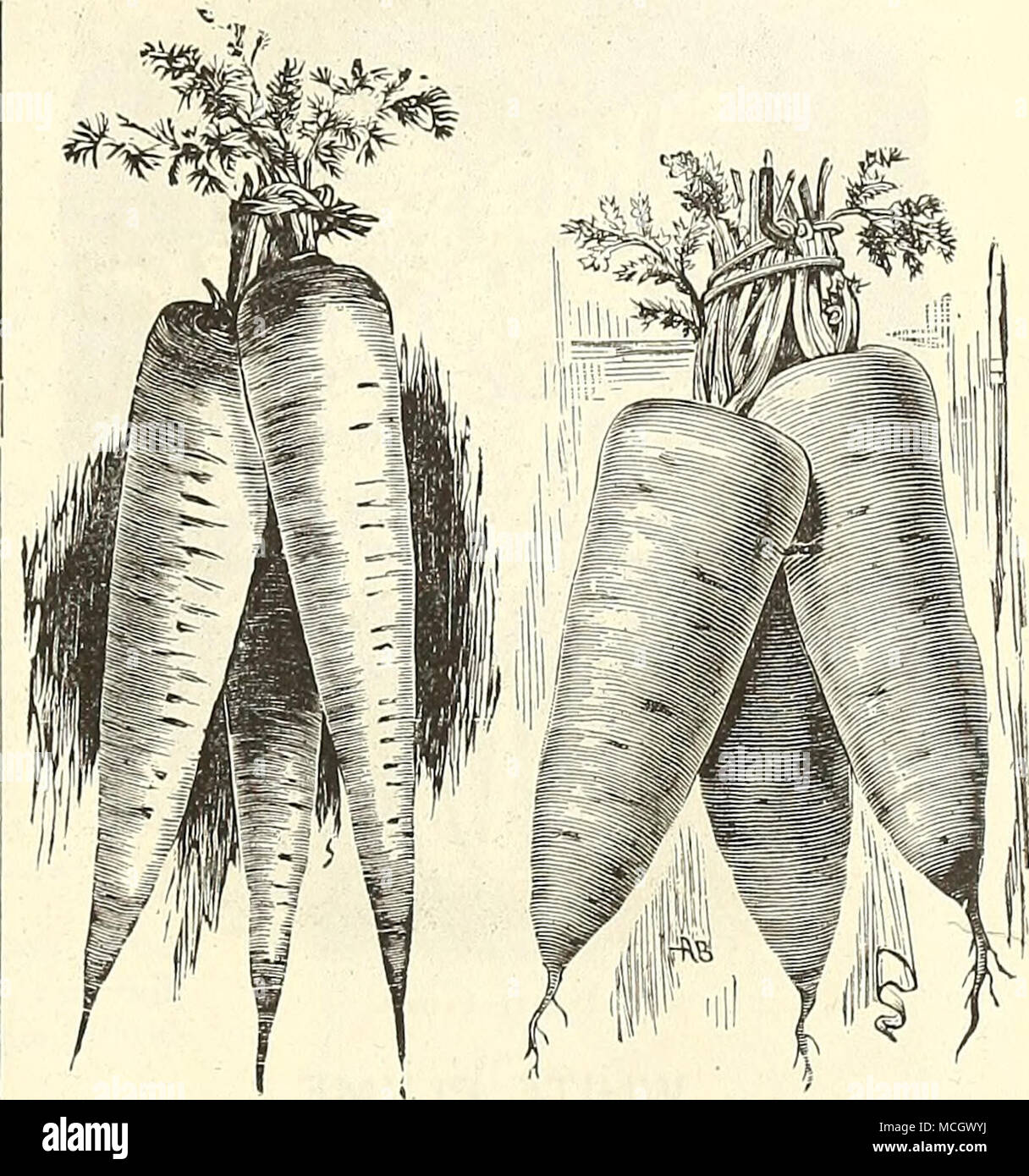 . Improved Long Orange. Danvers Half-Long Stock Photo - Alamy