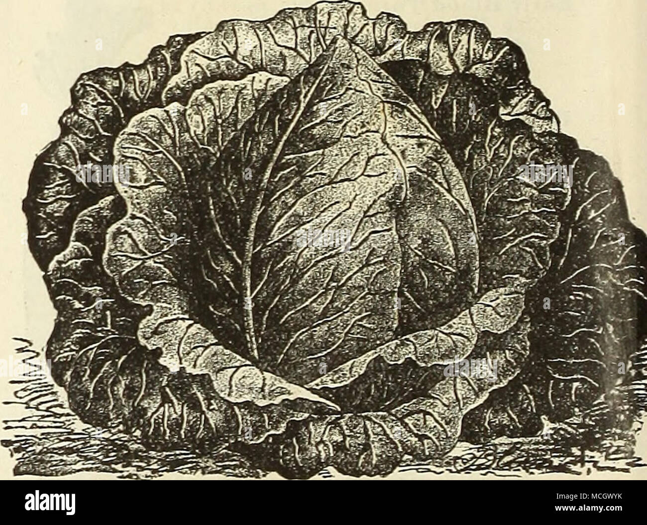 Forming cabbage head hi-res stock photography and images - Alamy