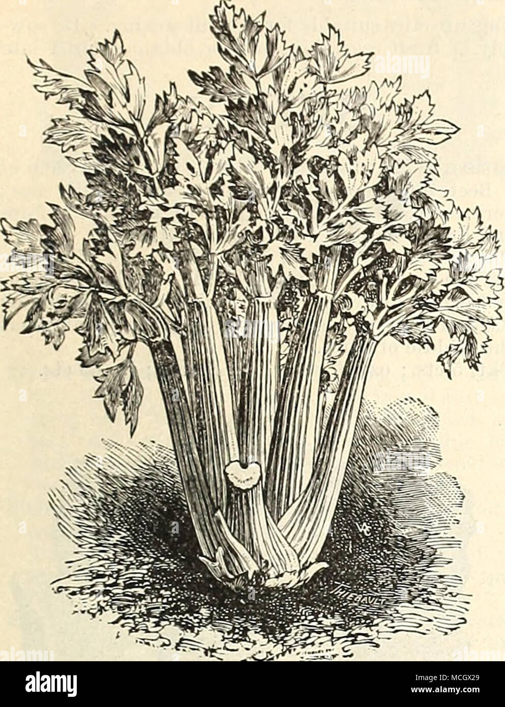 . Giant Pascal Cei.eey. Now Ready. Celery requires a moist, rich soil ...