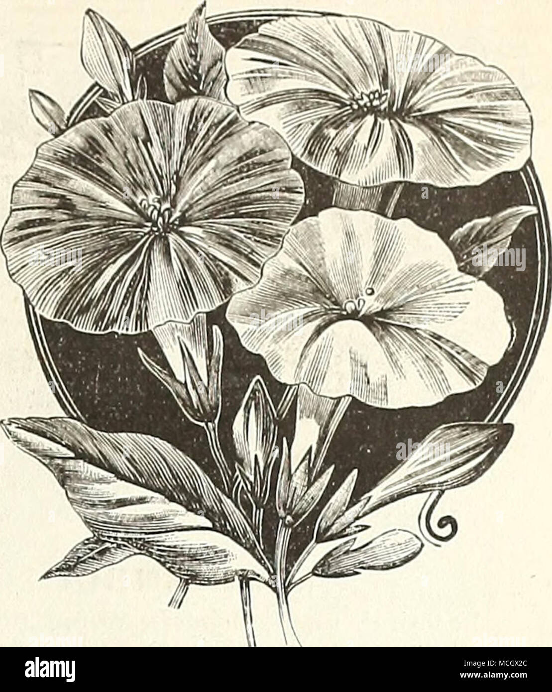 . Lupin Marvel of Peru. LO B E LI A—Coniitnted. per pkt. flOSO Picta. A ...