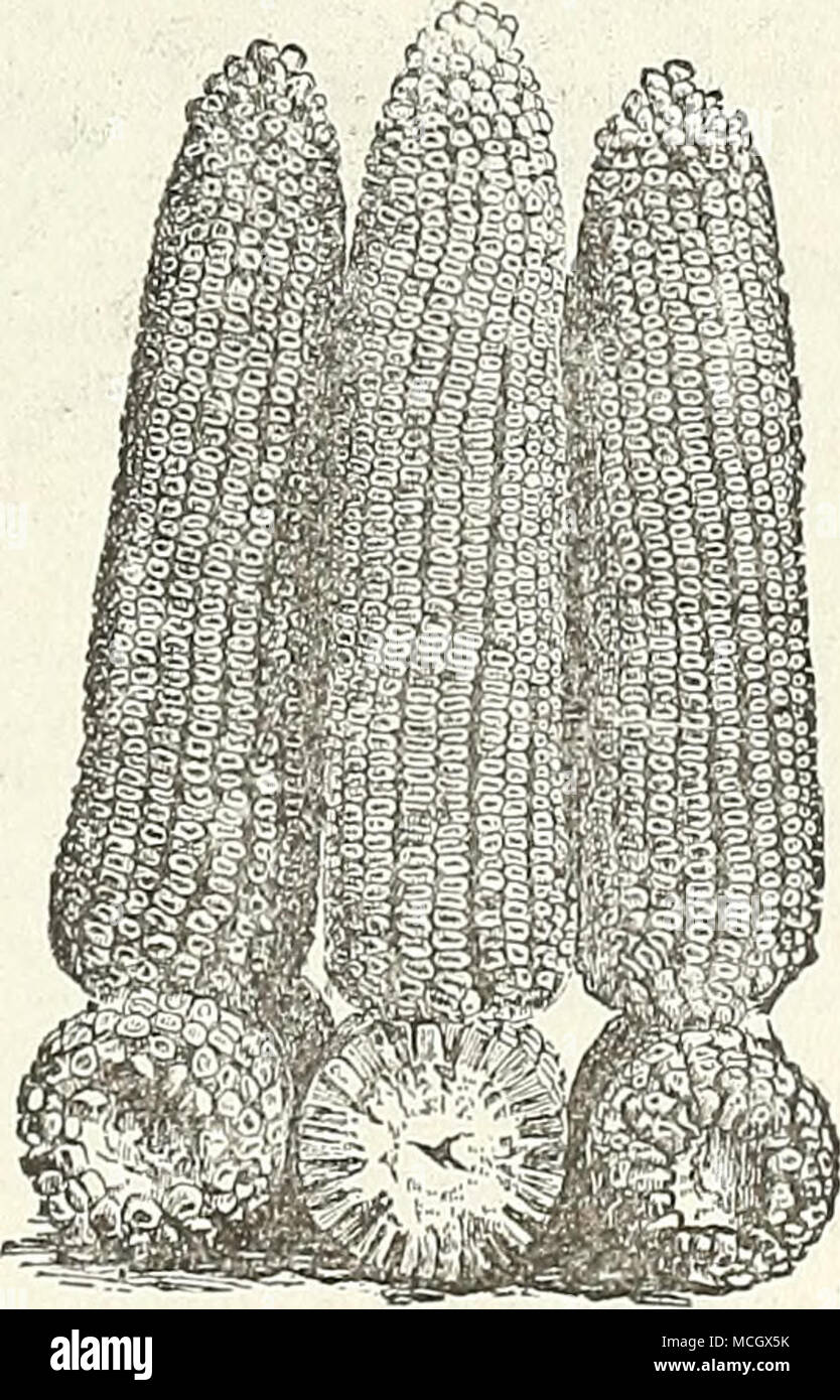 Corn per cob hi-res stock photography and images - Alamy