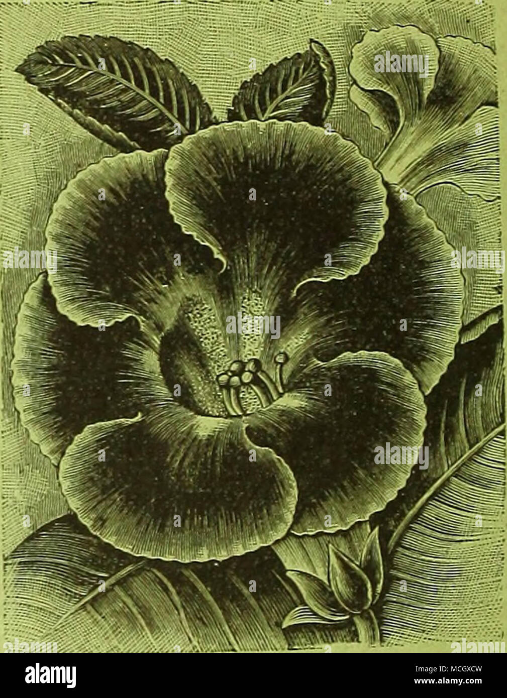 Scarlet gloxinia hi-res stock photography and images - Alamy