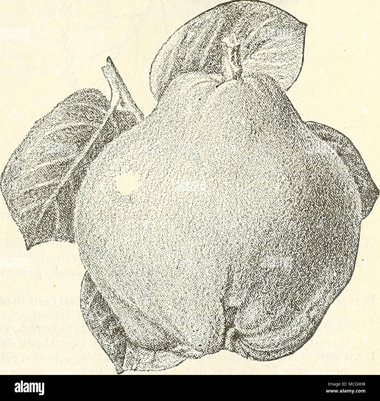 . Meech's Prolific Quince. Champion. This variety is no longer looked ...