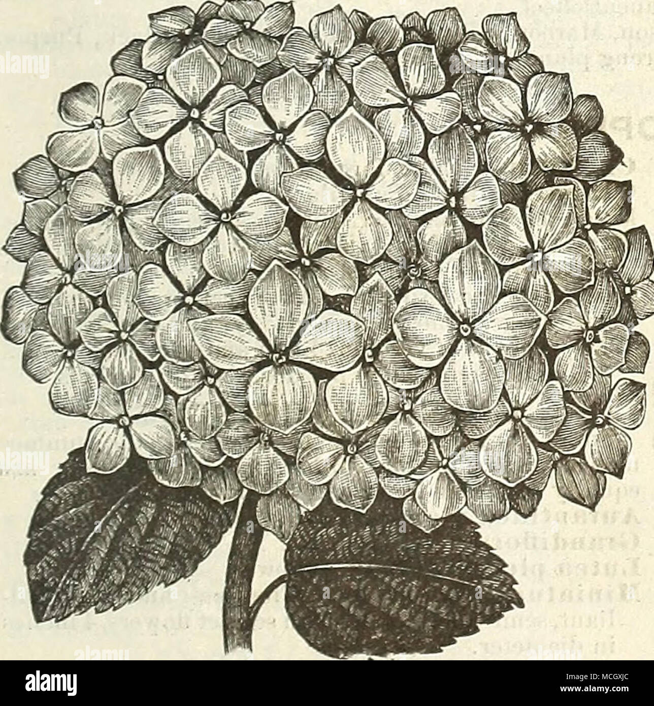 . Hydrangea Rosea. HYDRANGEAS. Hortensis. An old favorite, producing ...