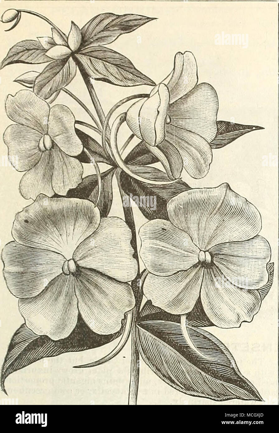 Impatiens Walleriana Drawing