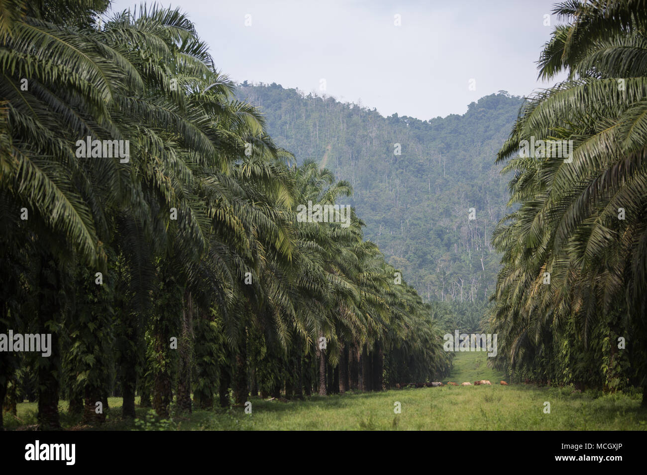 Lae new guinea hi-res stock photography and images - Alamy