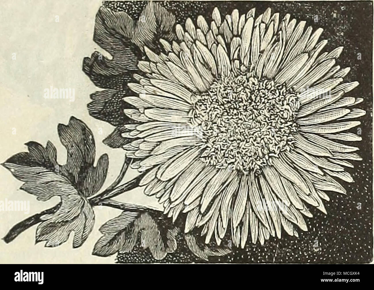 . POM PONE DAHLIAS—