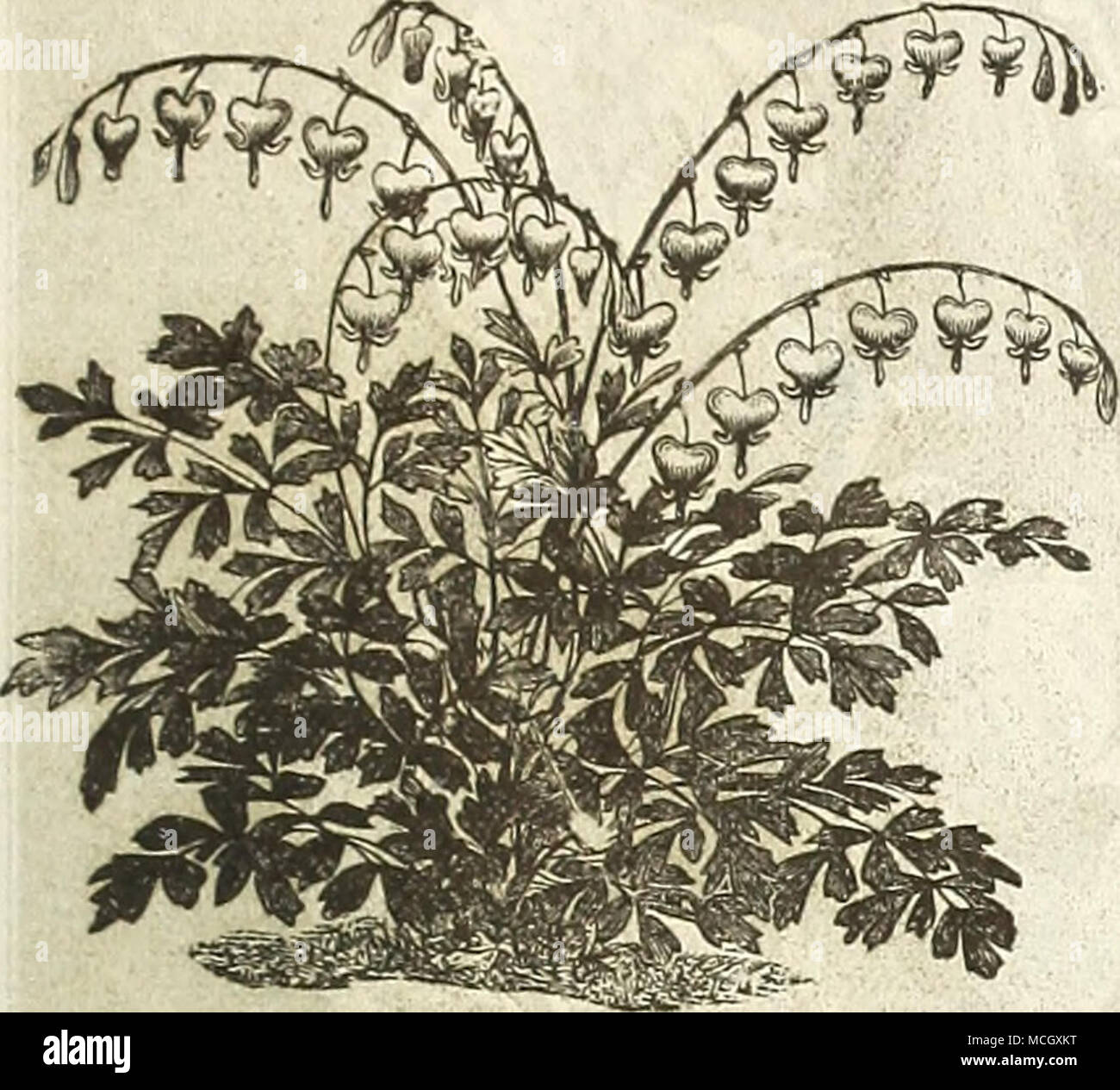 Dwarf bleeding heart hi-res stock photography and images - Alamy