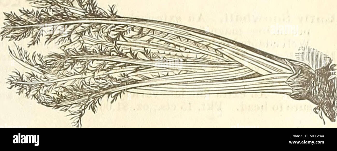 . CARDOON, Kardonen, Ger. Cardon, Fr. Cardo Hortense, Sp. The stems of ...