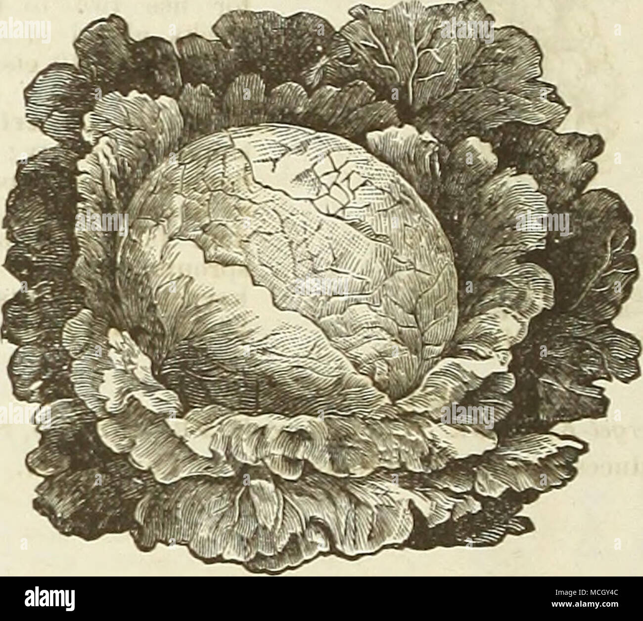 Extra Large Heads High Resolution Stock Photography and Images - Alamy