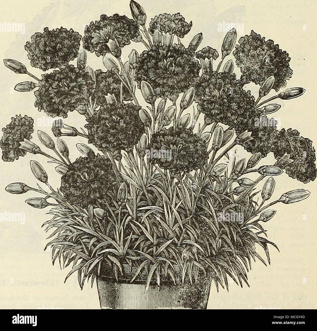 . Scarlet Gem. Snowdon. Pure white, very dwarf and free. Second size 15 ...