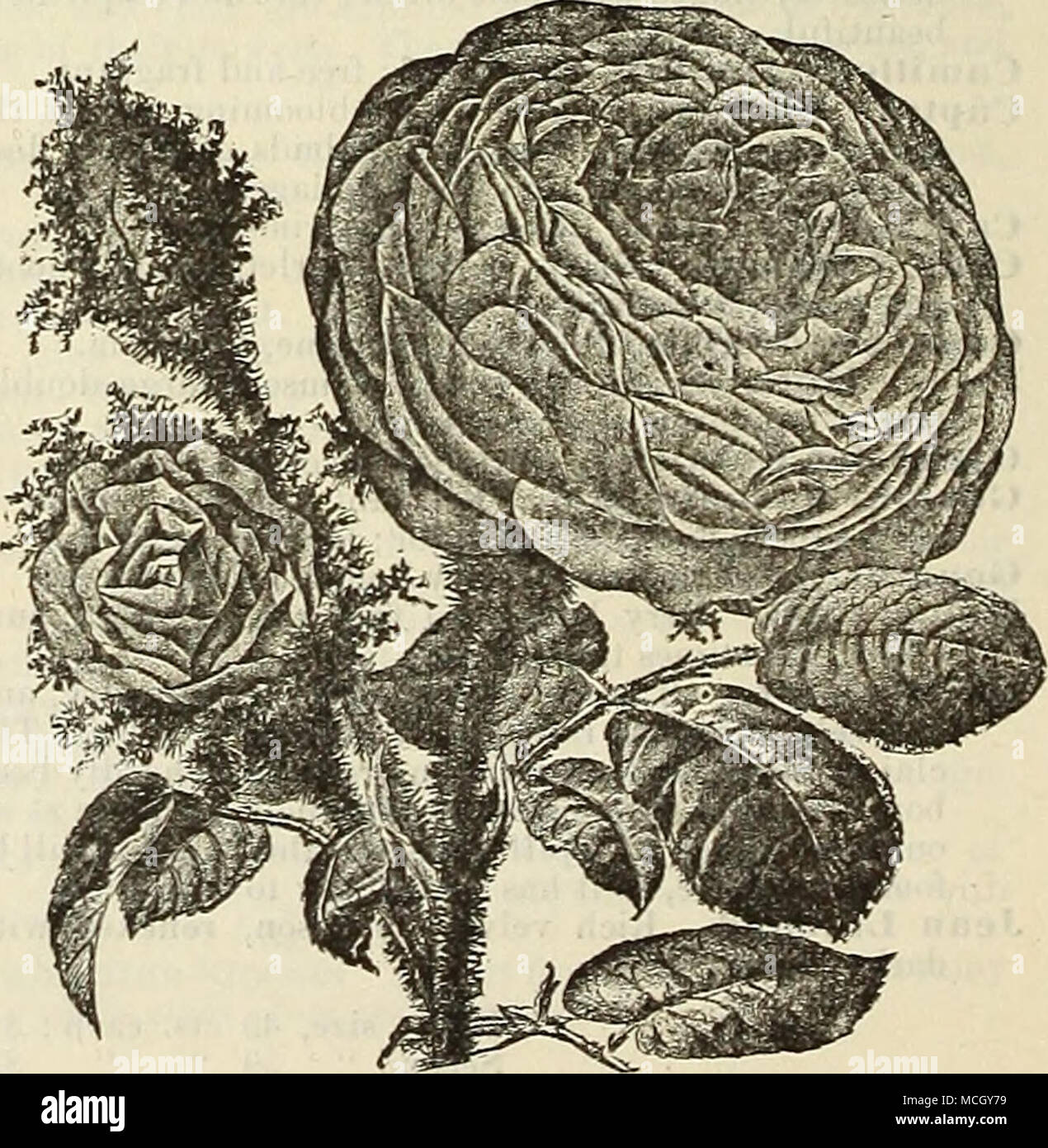 . Type of Moss Rose Stock Photo - Alamy