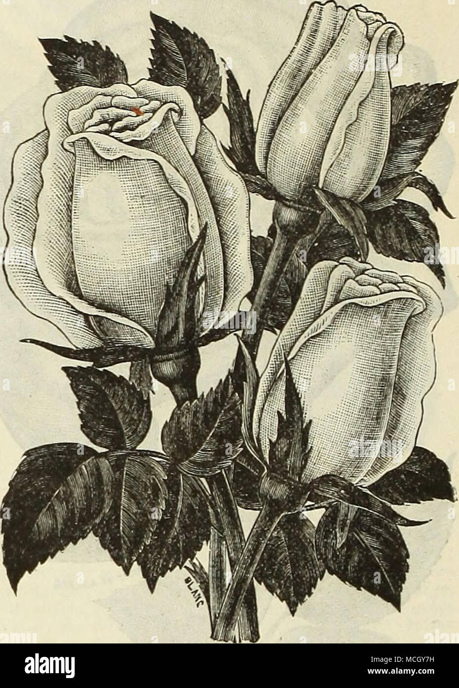 . Catherine Mermet. Niphetos. TEA ROSES. GENERAL COLLECTION. This class ...