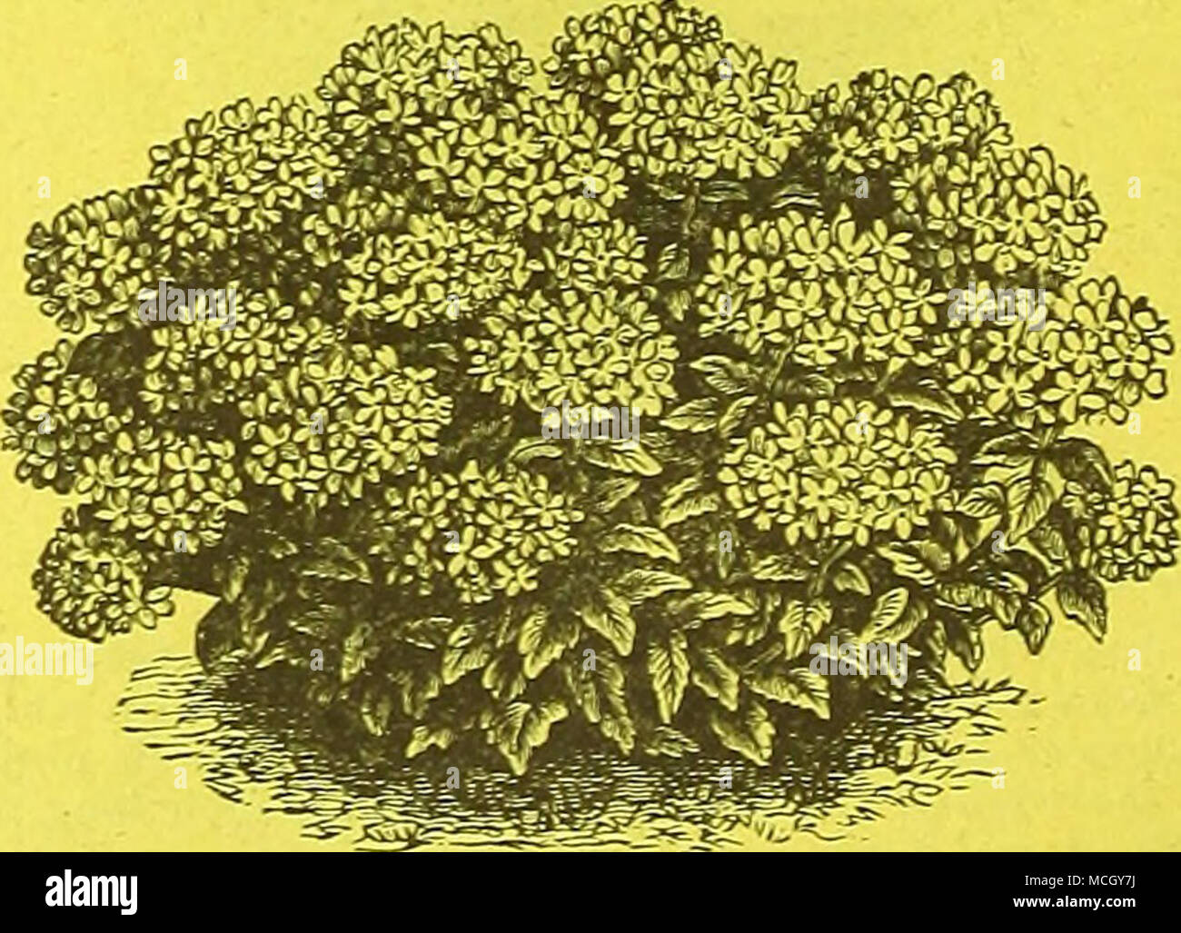 Medium height plants hi-res stock photography and images - Alamy
