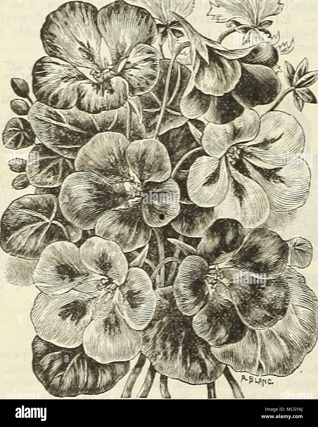 Theodore hardy hi-res stock photography and images - Alamy