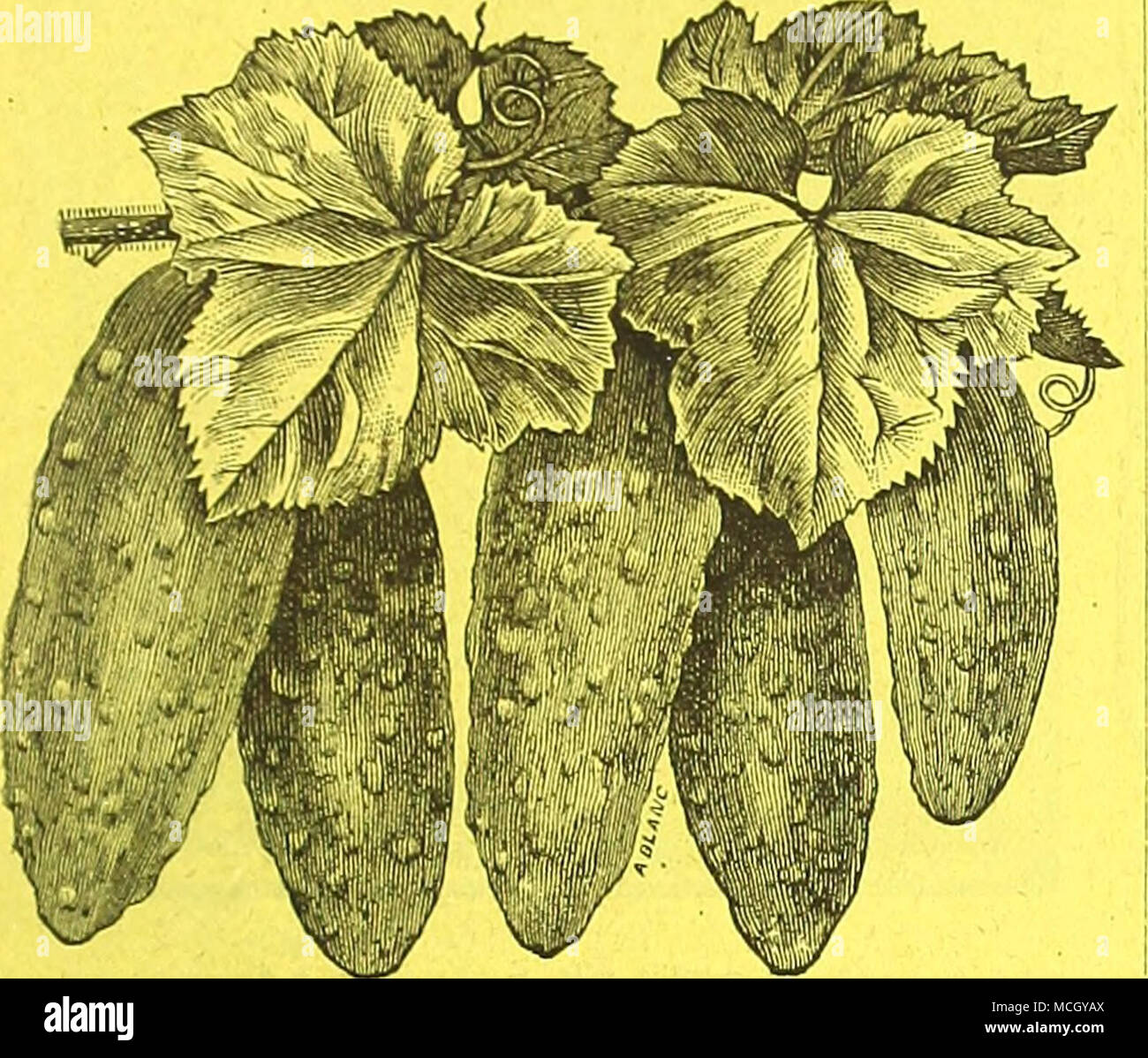 Chi cago hi-res stock photography and images - Alamy