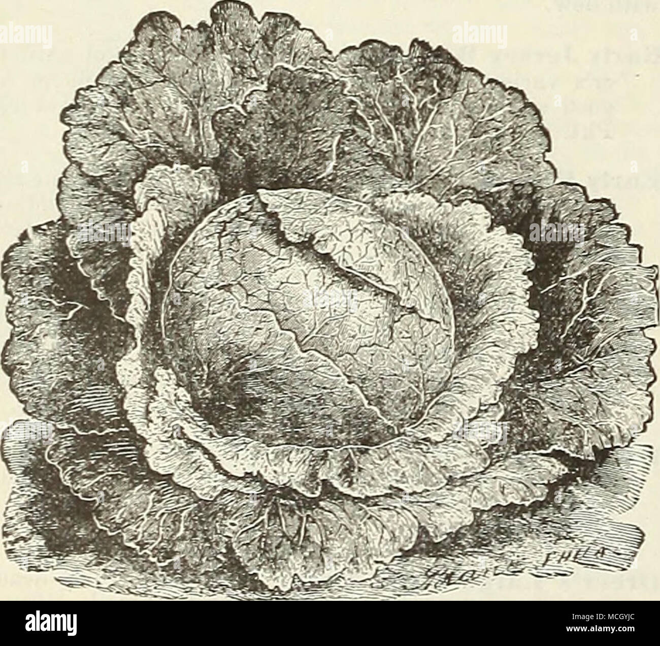 Extra Large Heads High Resolution Stock Photography and Images - Alamy