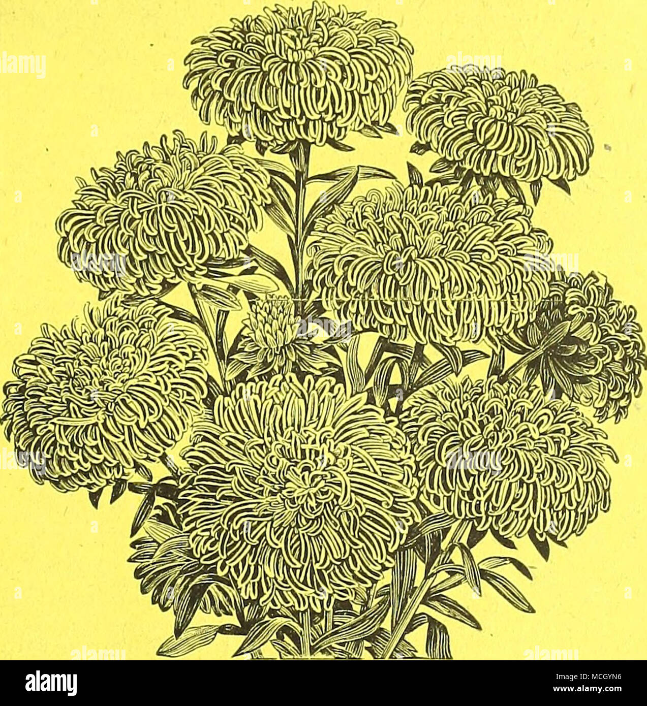 Double chrysanthemum petals hi-res stock photography and images - Alamy