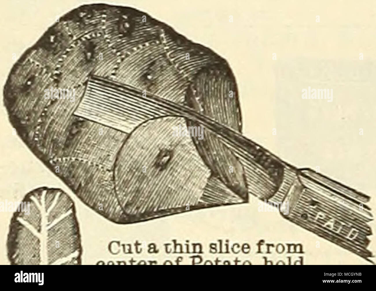 Plant cutting with labels hi-res stock photography and images - Alamy